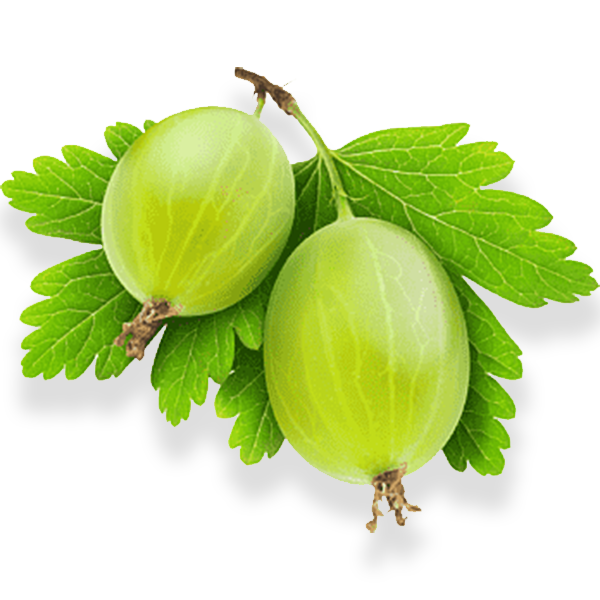 Egreše – osviežujúce plody pre Vašu záhradu | Agrocentrum.sk