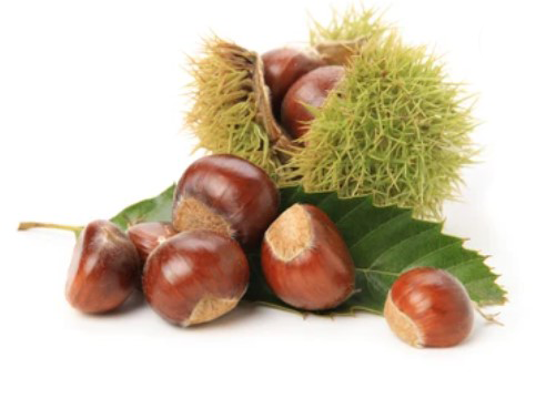 Gaštany – jedlé odrody pre Vašu záhradu | Agrocentrum.sk