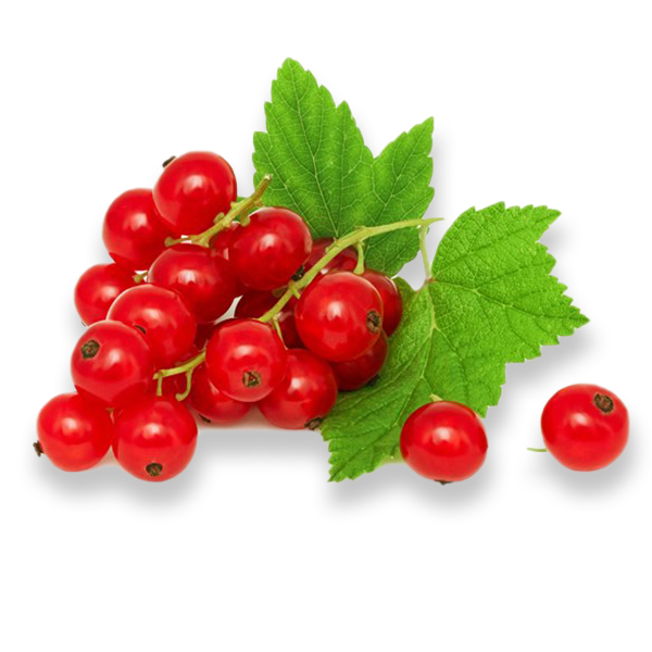 Ríbezle – červené, biele a čierne odrody | Agrocentrum.sk